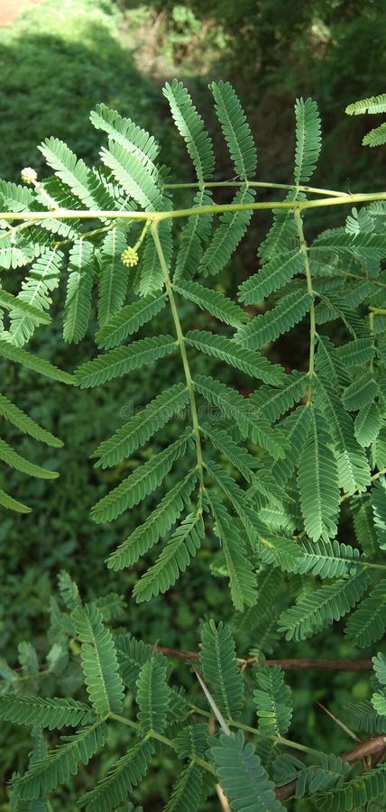 Acacia Tree Leaf and Sunlight. Stock Photo - Image of fern, tree: 189696182