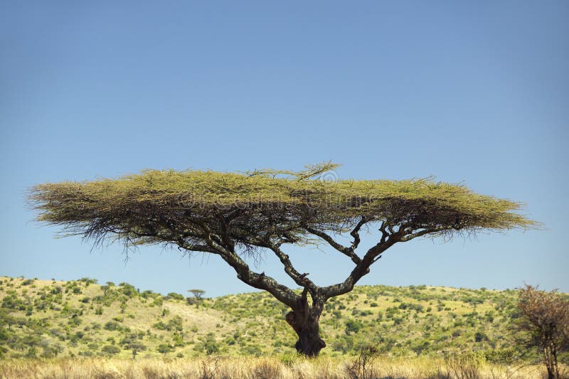 Acacia Tree in Lewa Conservancy, Kenya, Africa Stock Photo - Image of ...