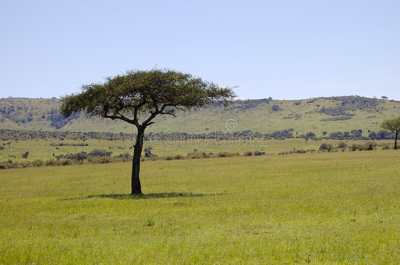 Lonely Acacia Tree, Masai Mara, Kenya Stock Photo - Image of blue ...
