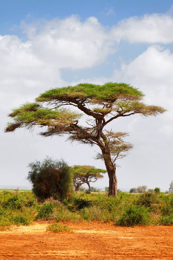 Acacia tree, Kenya stock photo. Image of african, savanna - 49286700