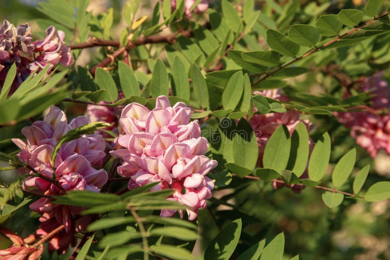 Acacia Tree Pink Flowers Blooming in the Spring Stock Image - Image of ...