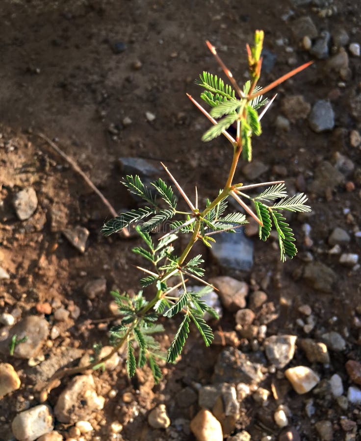 The acacia tree plant stock image. Image of acacia, plant - 132747407