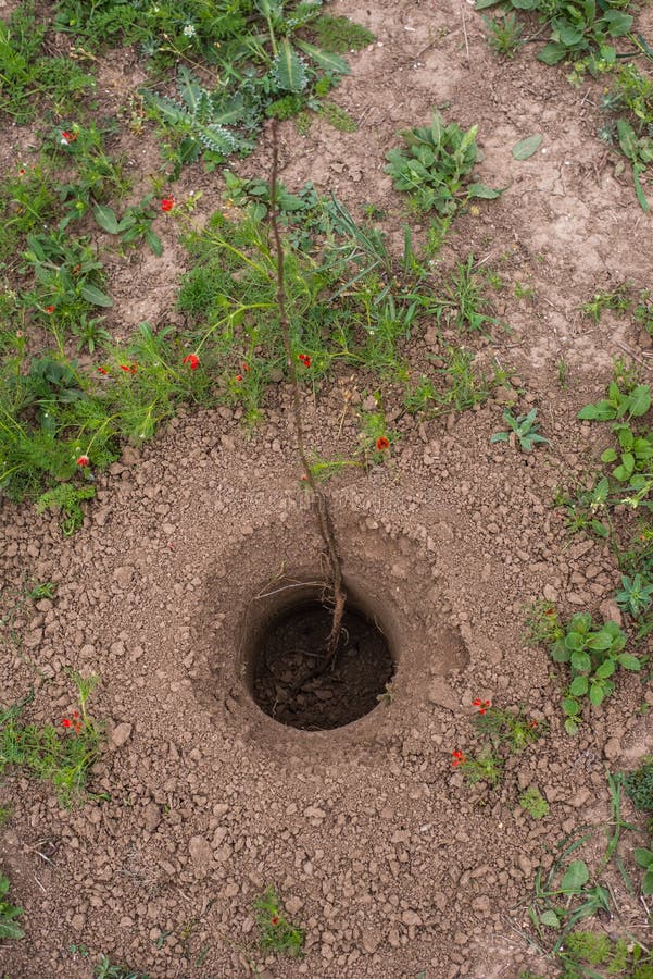 Planting the tree stock photo. Image of autumn, yard - 219047320