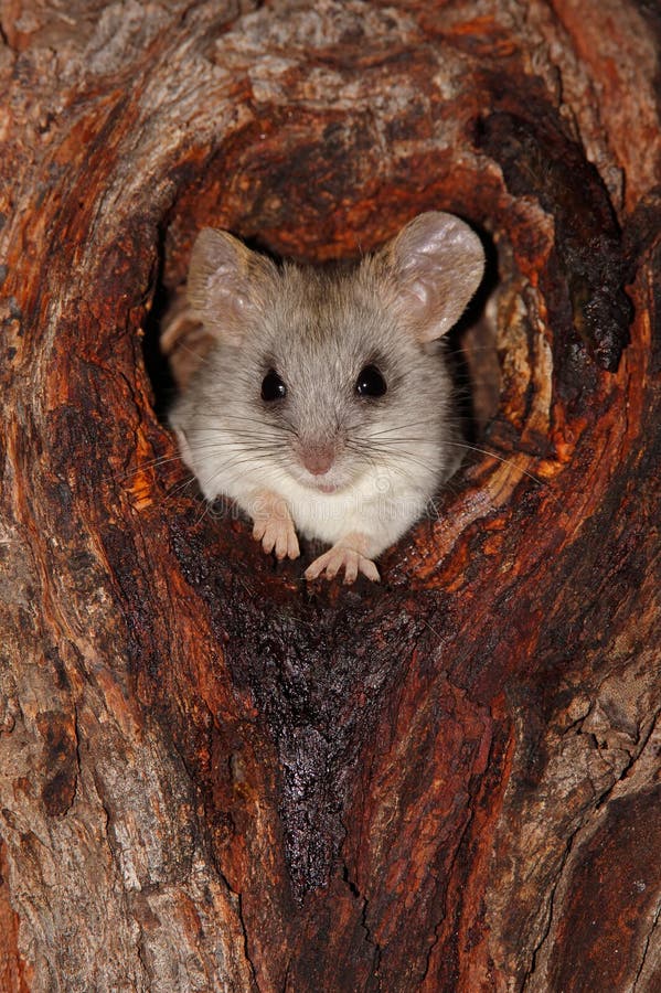Acacia tree rat stock photo. Image of mammal, mouse, hairy - 54754710
