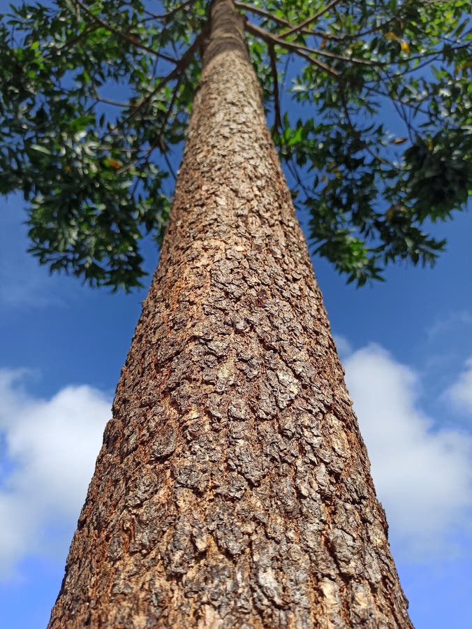 Acacia Tree with Rough Bark Stock Photo - Image of tree, bark: 278575590