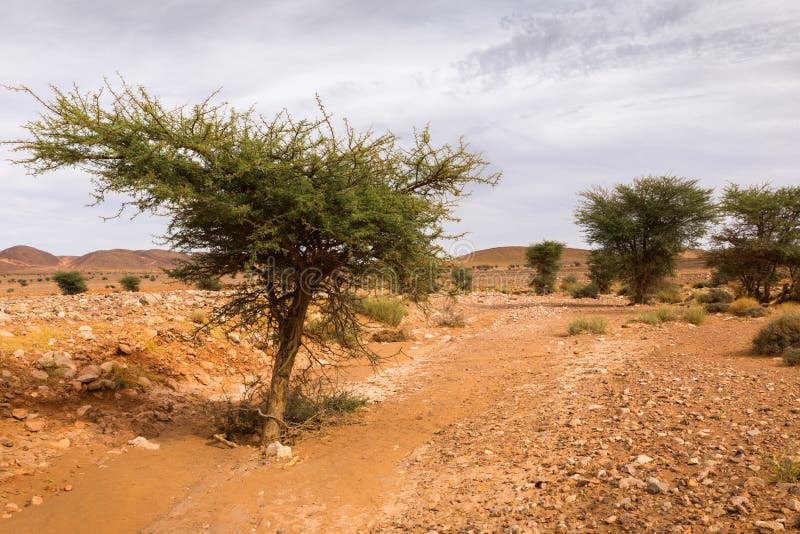 Sahara Acacia Tree (Acacia Raddiana) in the Sahara Desert. Stock Image ...