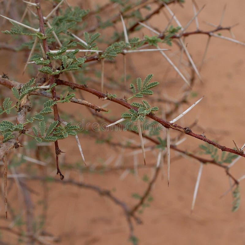 224 Acacia Tree Sahara Desert Photos - Free & Royalty-Free Stock Photos ...