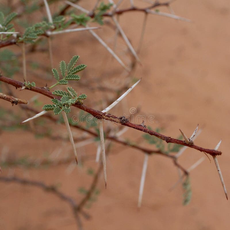 Acacia Tree in Sahara Desert Stock Image - Image of sand, acacia: 109493939