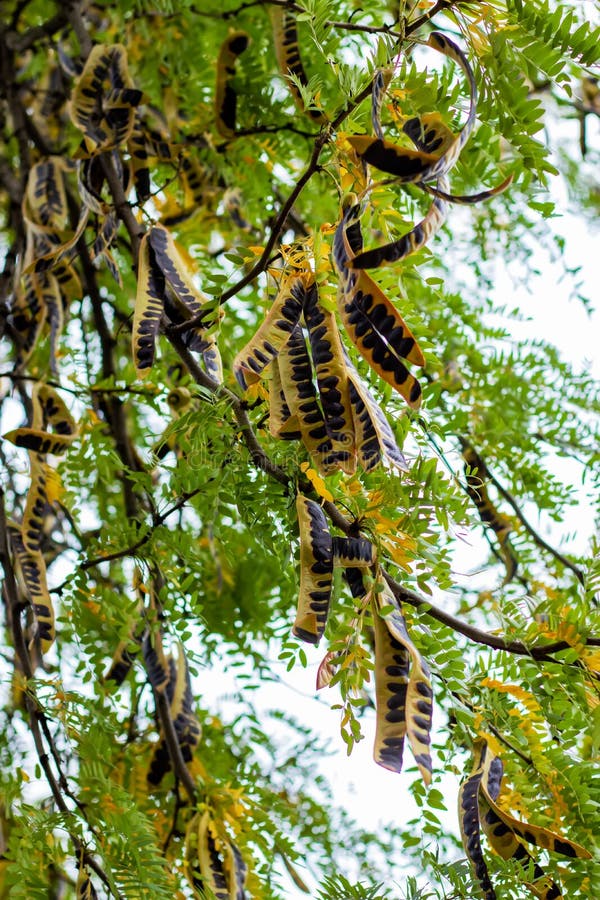Acacia Tree. Acacia Seed Pod on Tree in Autumn. Stock Image - Image of ...