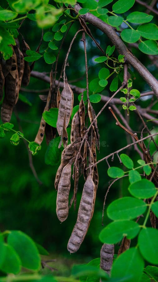 Acacia Tree. Acacia Seeds Close Up Stock Image - Image of pollination ...