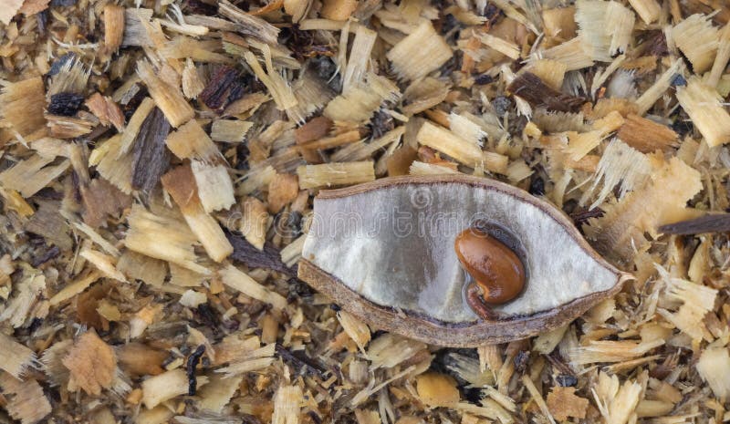 Acacia Tree Seeds in the Process of Germination Close Up Stock Image ...