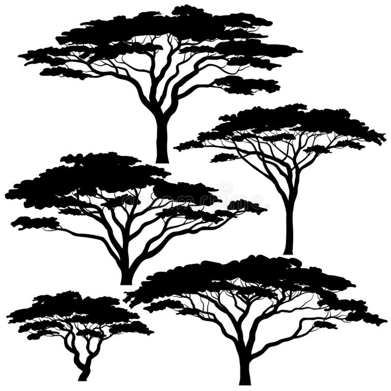 Acacia Tree Stock Illustrations – 17,553 Acacia Tree Stock ...