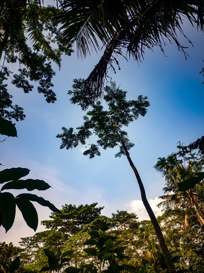 Acacia Tree with Small Size but Long Stock Photo - Image of long, tree ...