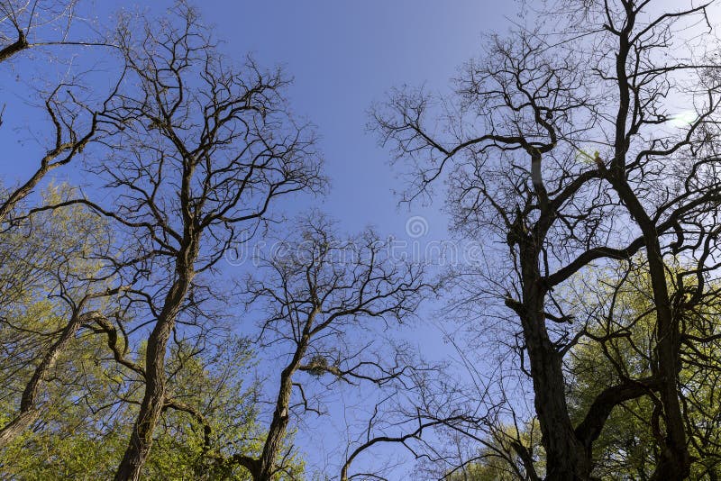 Acacia Tree in Spring without Foliage in the Park Stock Photo - Image ...