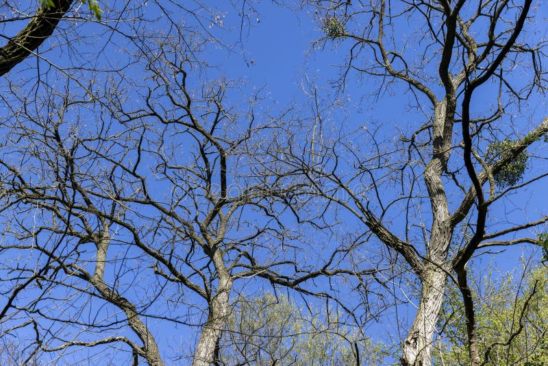 Acacia Tree in Spring without Foliage in the Park Stock Image - Image ...