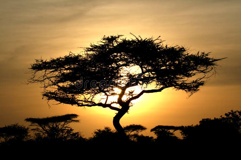 African Sunset with Acacia Trees in Masai Mara, Kenya. Savannah ...