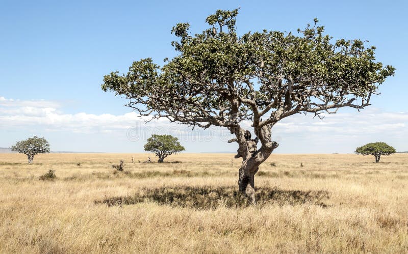 Australian Christmas Tree stock image. Image of australia - 35290059