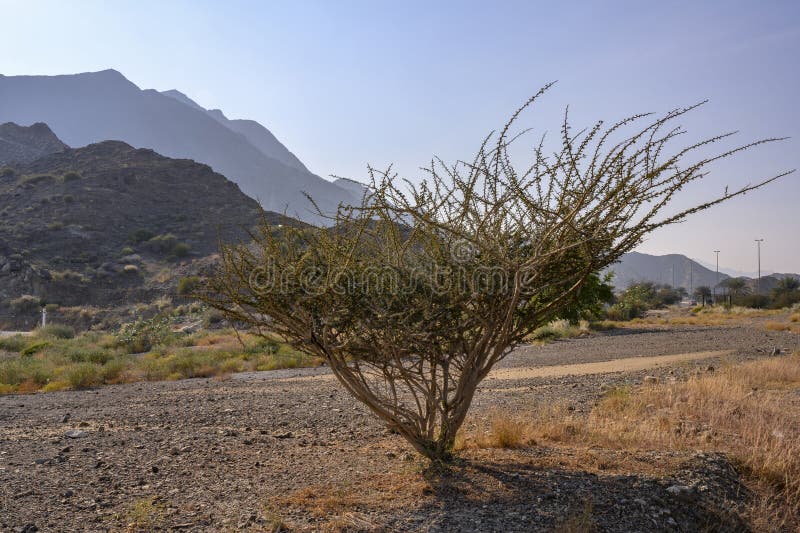 Acacia Tree with Thorns Against the Sky and Mountains in the United ...