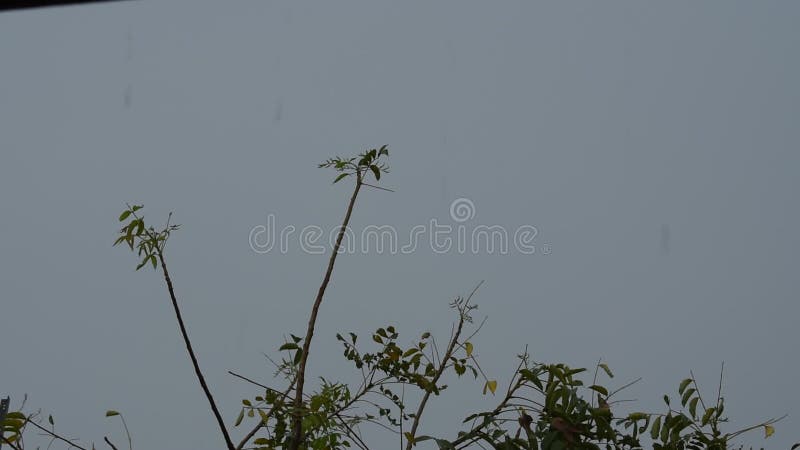 Acacia Tree Top Flowing from Wind Blow in Rainy Day Stock Video - Video ...