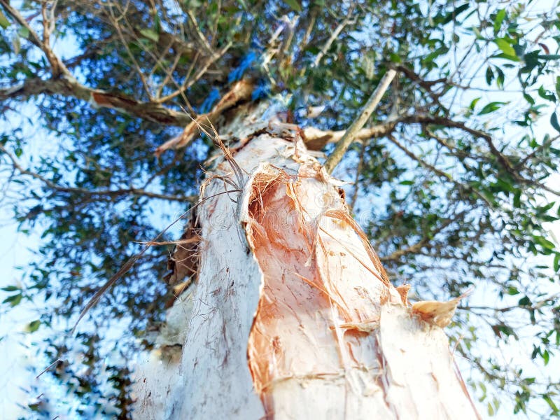 Acacia Trees. the Location is on a Leafy Stone Beach in Dabo Singkep ...