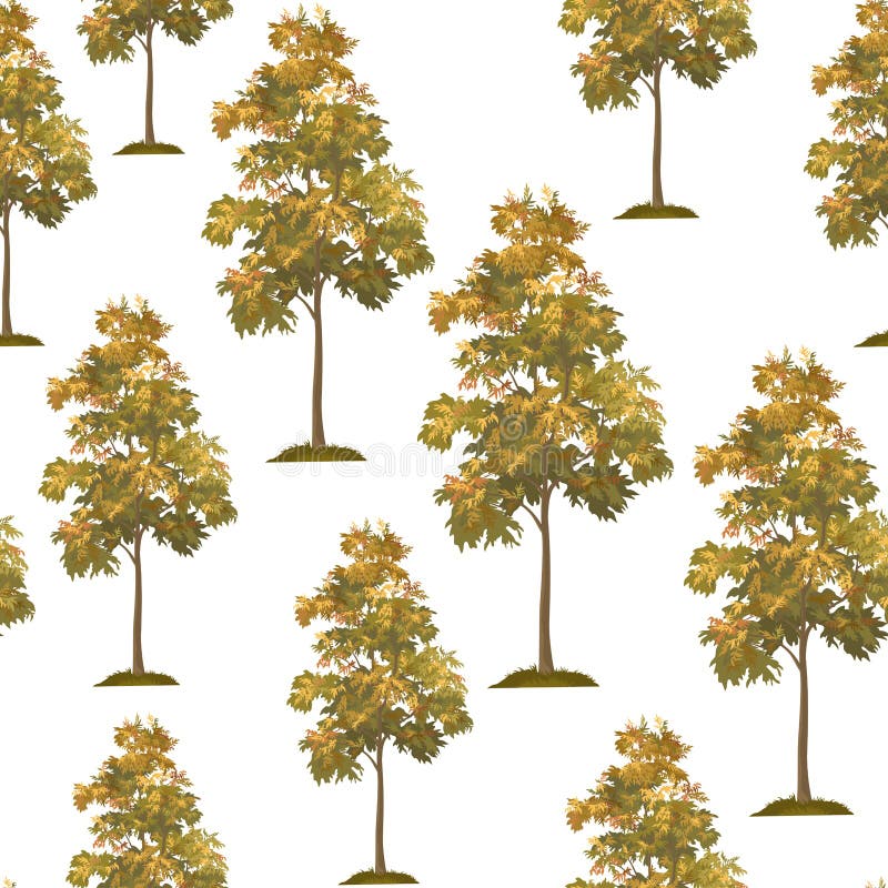 Acacia Trees Seamless stock vector. Illustration of rural - 108637476