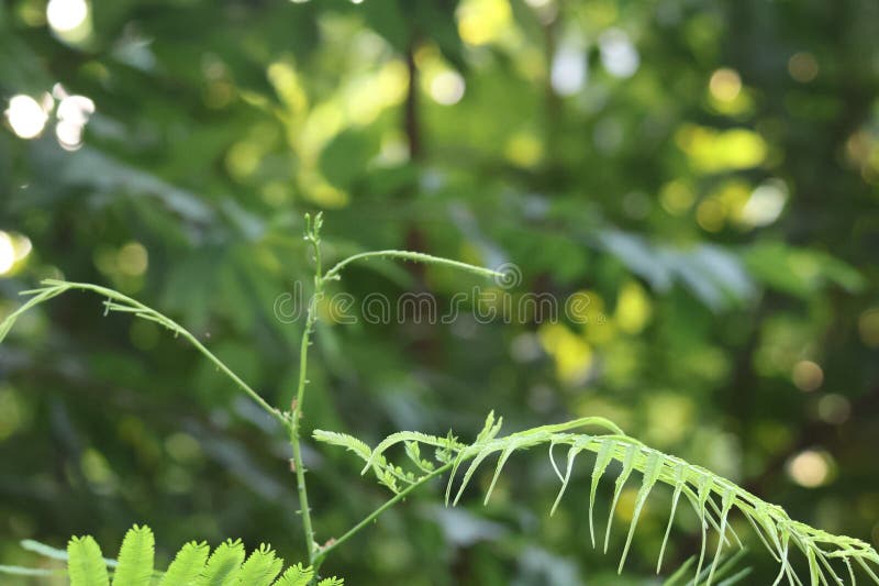 Acacia Trees are Shrubs with Sharp Thorns and Branches. Stock Photo ...