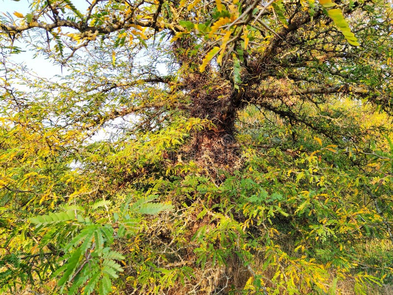 Acacia trunk with a thorns stock image. Image of acacia - 199585975