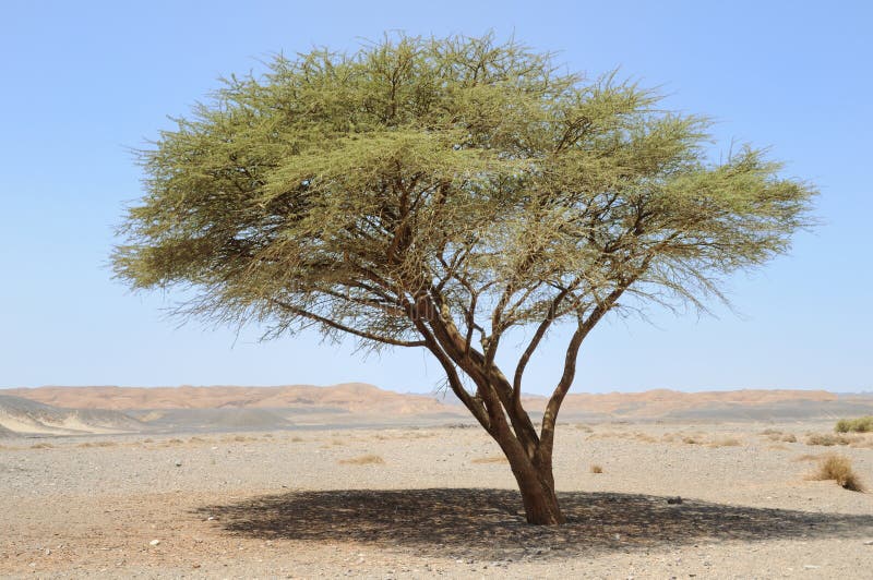 Acacia Ombrellifera Nel Deserto Arabico Fotografia Stock - Immagine di ...