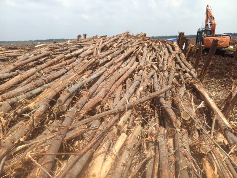 An Acacia wood production stock photo. Image of canal - 327369224