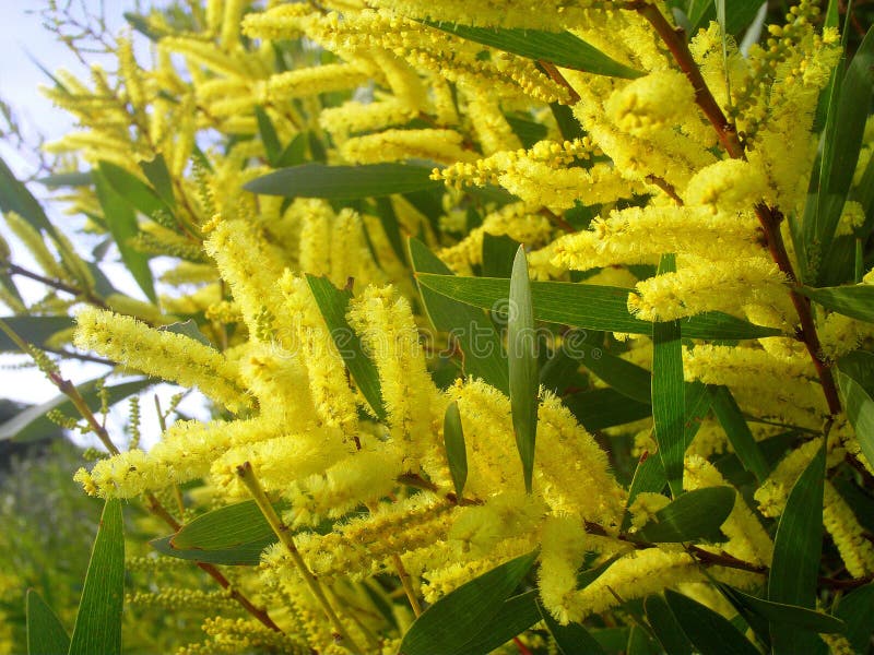 Acacia stock photo. Image of green, amarillas, tree, leaf - 93831494