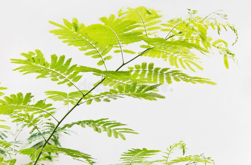 Acaciaboom stock foto. Afbeelding bestaande uit groen - 54756130