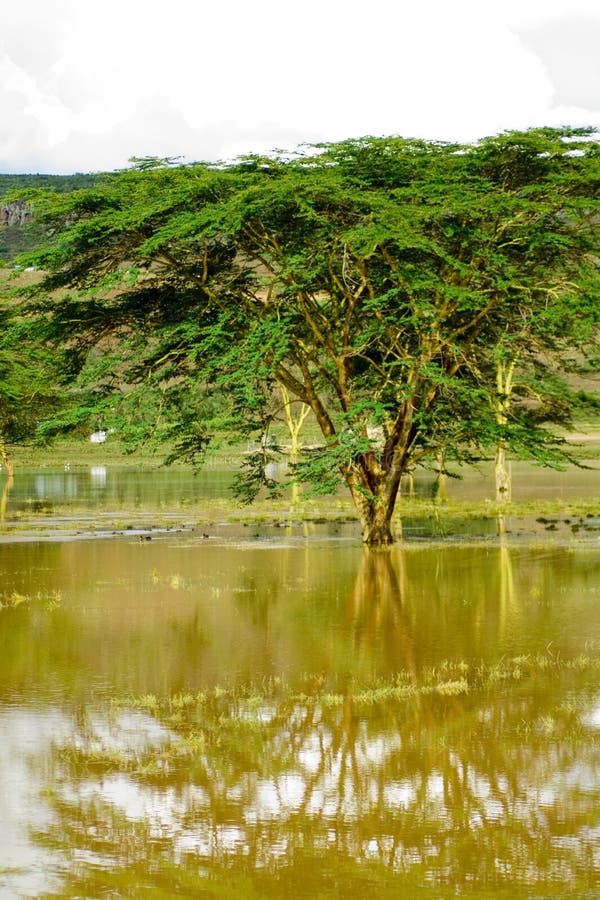 AcaciaTree fotografering för bildbyråer. Bild av spegel - 12741107