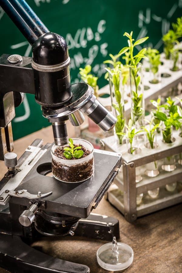 Academic Laboratory Microscope Plants Stock Photos - Free & Royalty ...