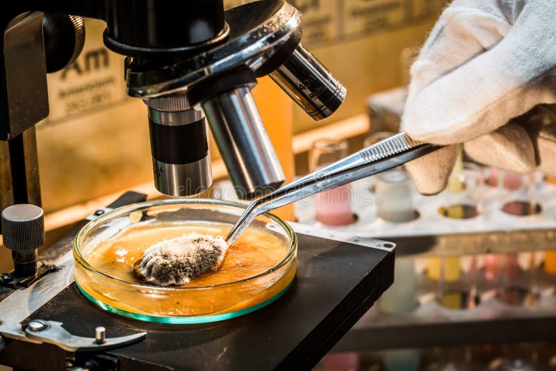 Academic Laboratory during the Mold Test Stock Image - Image of blue ...