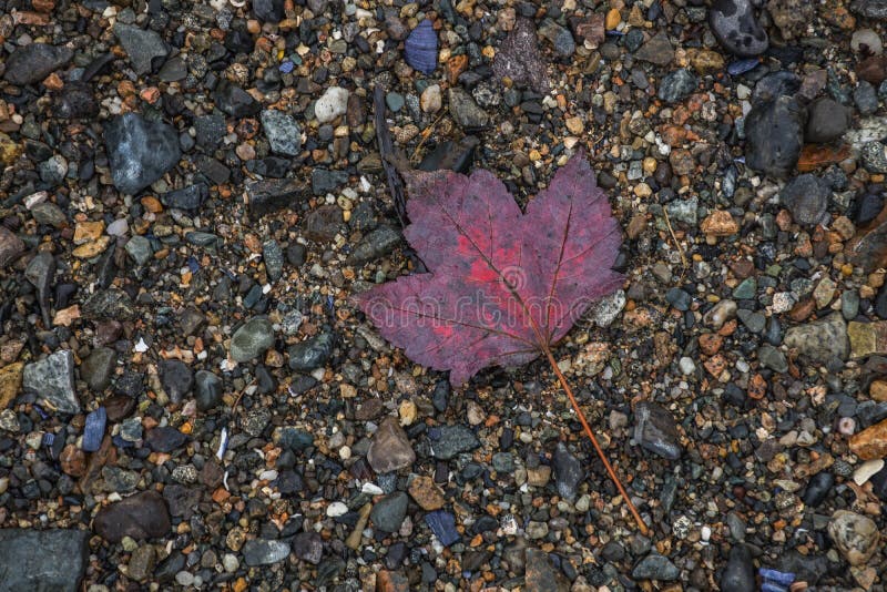 Maple leaf on the beach stock photo. Image of acadia - 101765632
