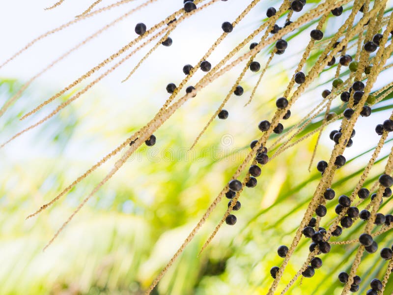Primer Del árbol Frutal De La Palma De Acai AÃ§aÃ Imagen de archivo ...