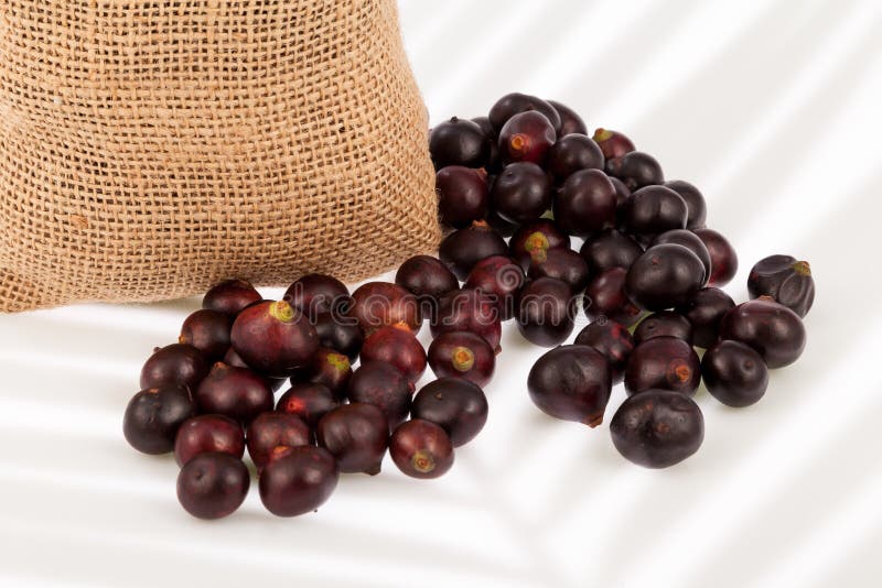 Acai Amazonian Fruit Euterpe Oleracea Stock Image - Image of fruits ...