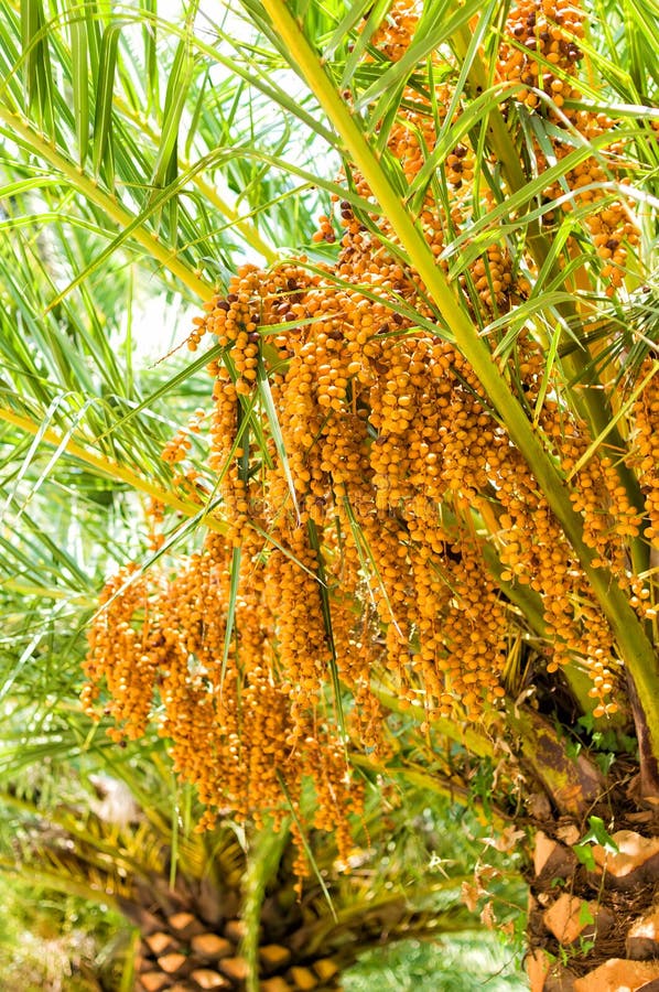 Unripe acai berries stock photo. Image of botany, unready - 2314314
