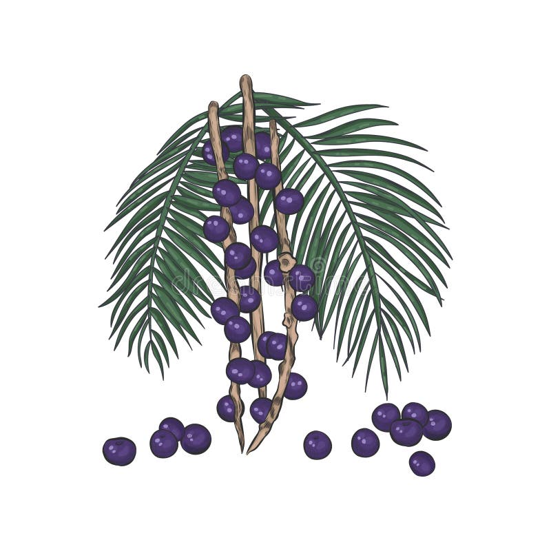 Acai Berries on Branch and in Bowl Vector Illustration Stock Vector ...