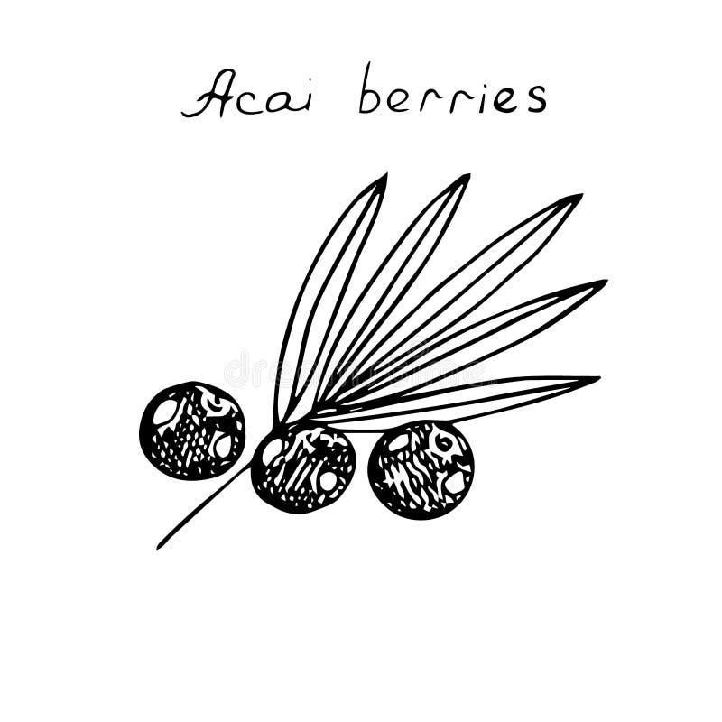 Acai Berries with Leaves, Vector Illustration, Sketch Stock ...