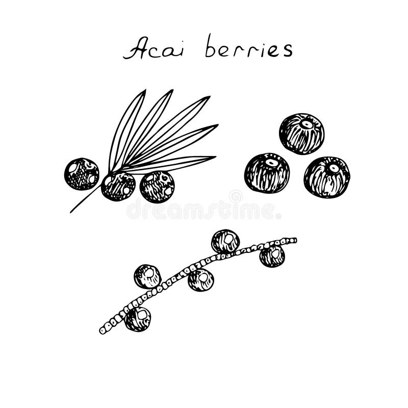 Acai Berries, Vector Illustration, Hand Drawing Stock Illustration ...