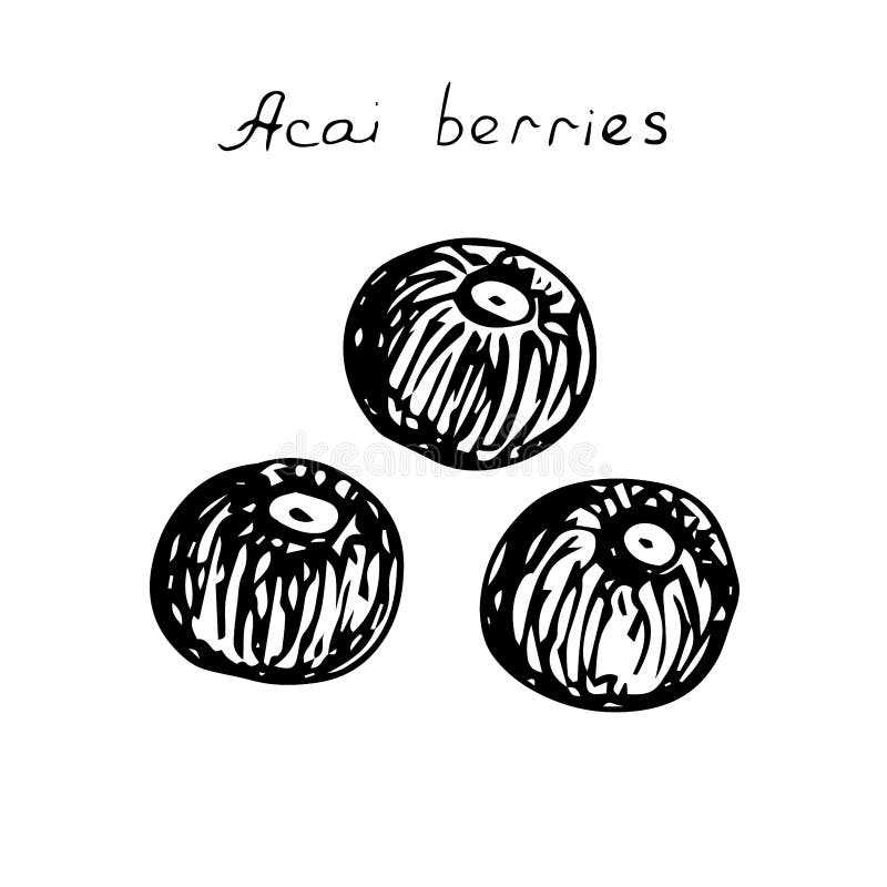 Acai Berries, Vector Illustration, Hand Drawing Stock Illustration ...