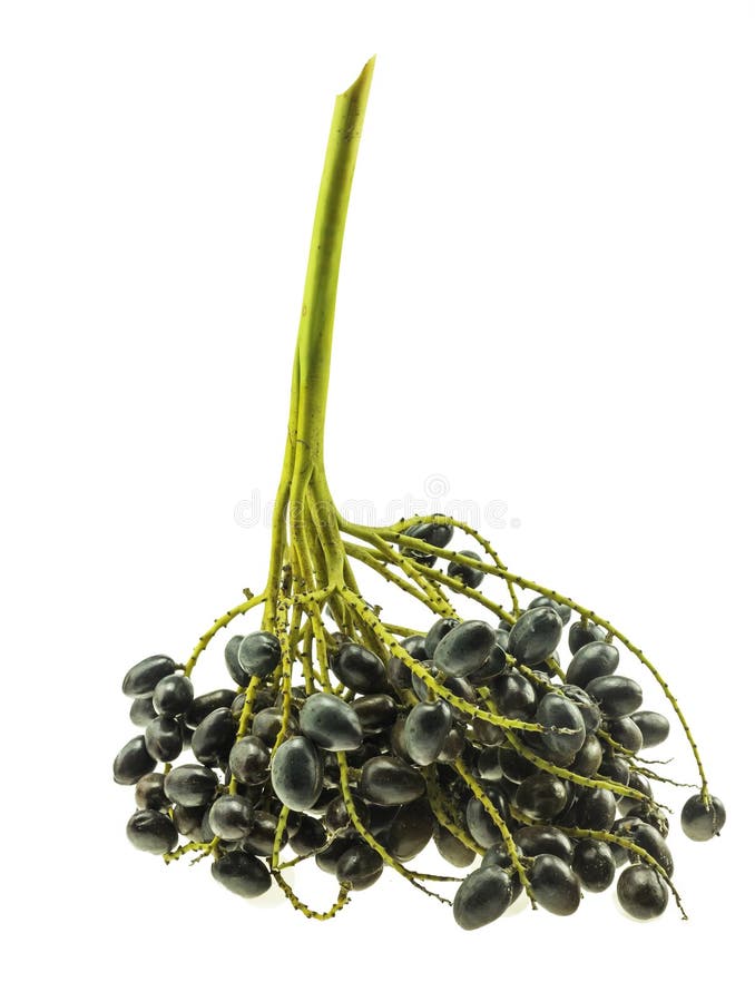 Acai berry stock photo. Image of ingredient, antioxidant - 171322690