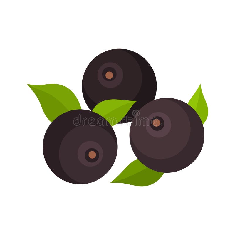 Acai Flat Style Vector Illustration. Fresh Berries on White Background ...