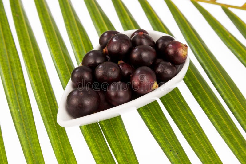 Acai Amazonian Fruit Euterpe Oleracea Stock Image - Image of called ...