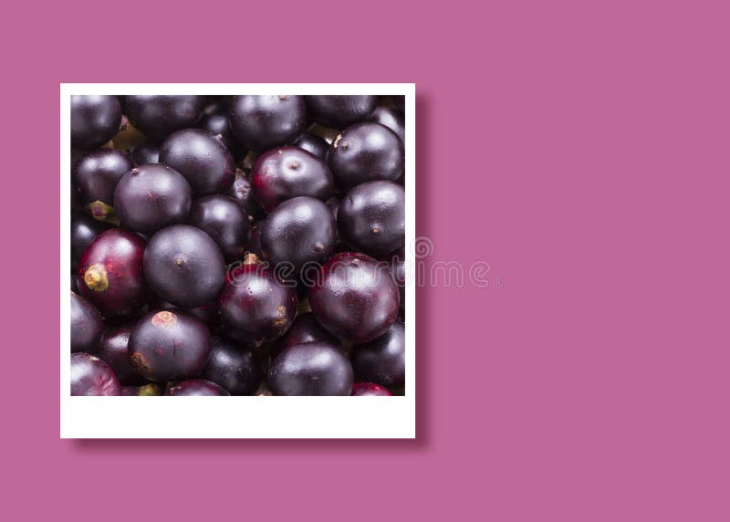 Acai Fruits in Instant Photo Frame, Space for Text Stock Photo - Image ...