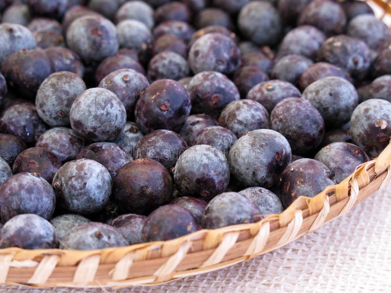 Acai stock image. Image of palms, amazonia, health, green - 16860793