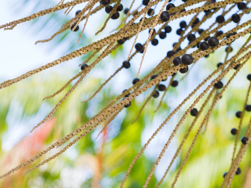 Acai stock photo. Image of forest, trees, frond, health - 44038084