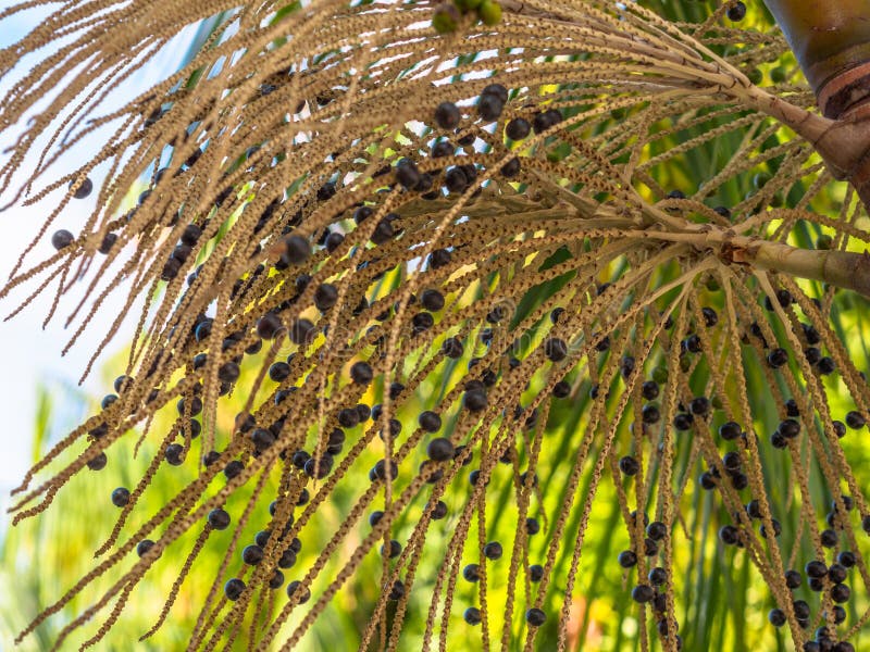 Acai seeds stock image. Image of unripened, fruit, clump - 16860725