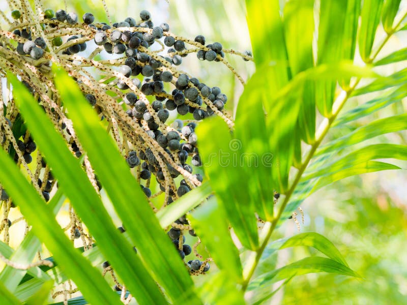 Acai stock image. Image of brazil, fruit, botanical, frond - 44167063